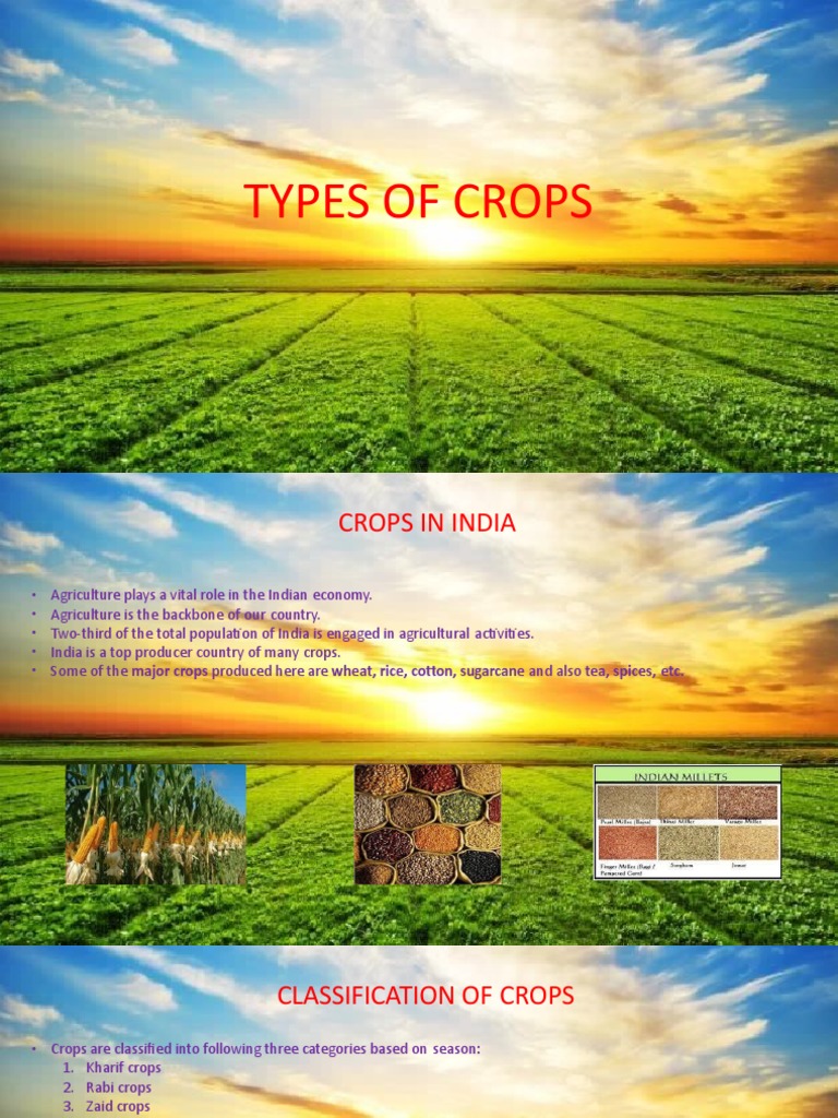 Types of crops | PDF | Rice | Crops