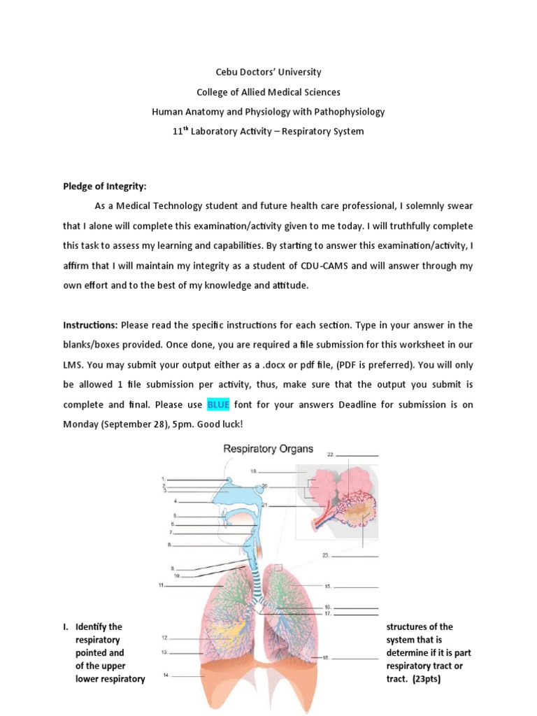 Laboratory Activity 11 - Respiratory System1 | PDF | Respiratory System ...