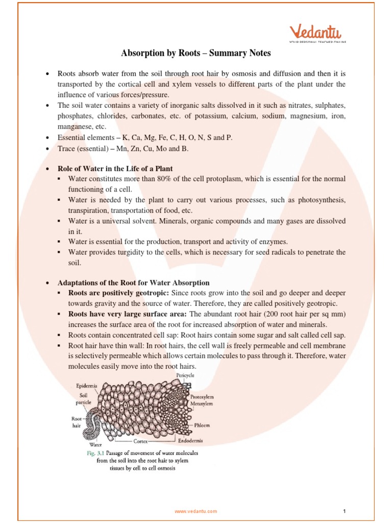 Absorption by Roots - Summary Notes | PDF | Osmosis | Chemistry Absorption by Roots - Summary Notes | PDF | Osmosis | Chemistry