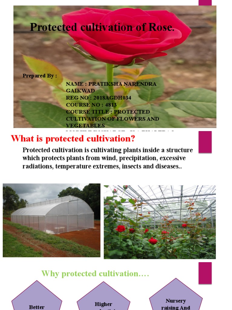 Protected Cultivation | PDF | Soil | Rose
