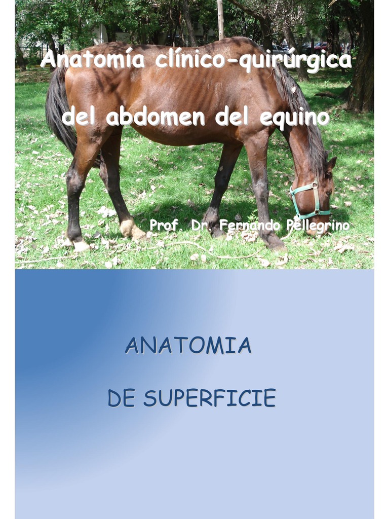 001-Anatomia Del Caballo | PDF | Intestino grueso | Abdomen