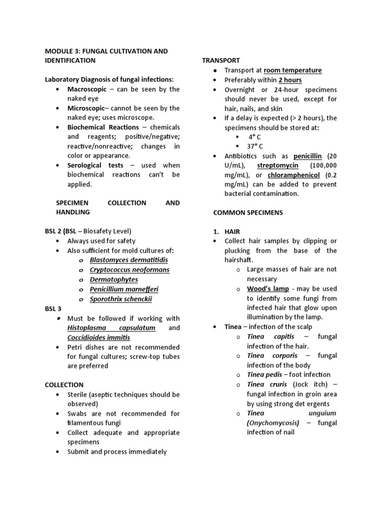 Fungal Cultivation and Identification (Side Notes) | PDF | Fungus ...