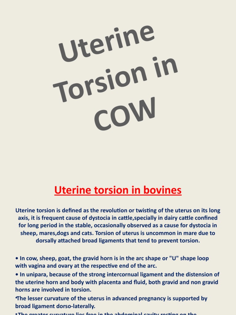Uterine Torsion in Cattle | PDF | Uterus | Childbirth