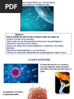 Esquema Proceso Gametogénesis Detallado | PDF | Mitosis | Sistema reproductivo