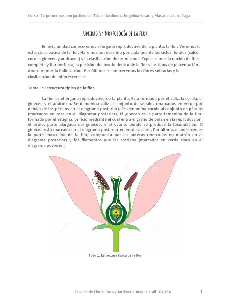 Guía Morfología de la flor | PDF | Flores | Interacciones biológicas