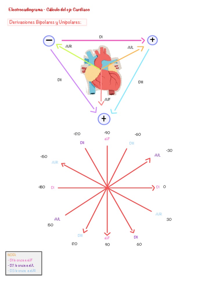 Derivaciones Bipolares y Unipolares:: Electrocadiograma - Cálculo Del Eje Cardíaco | PDF ...