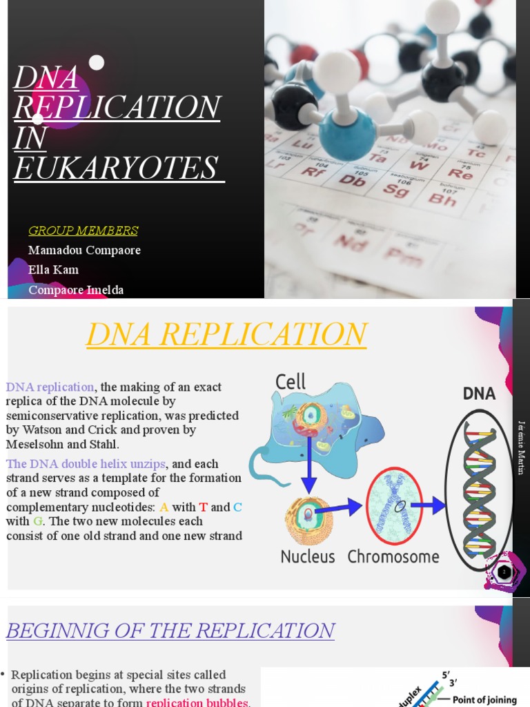Dna Replication in Eukaryotes | PDF | Dna Replication | Dna