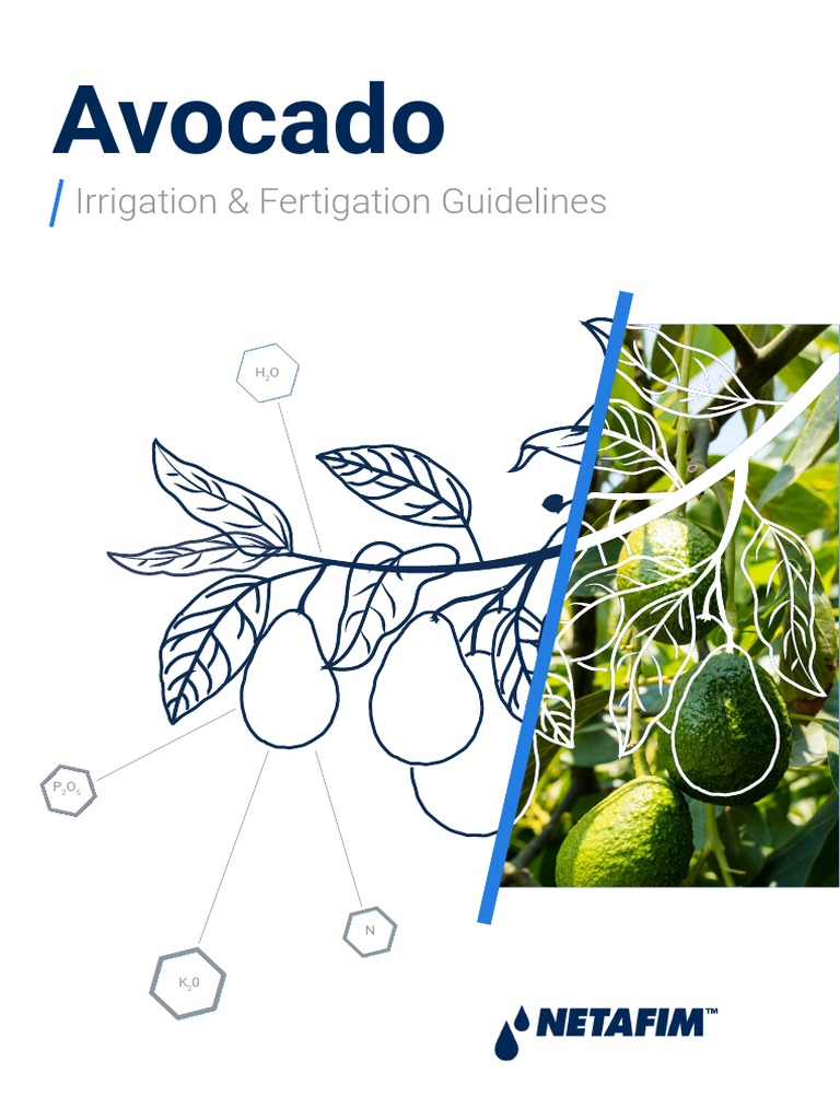 Netafim Avocado Irrigation and Nutrition Guidline - 220927 - 190845 ...