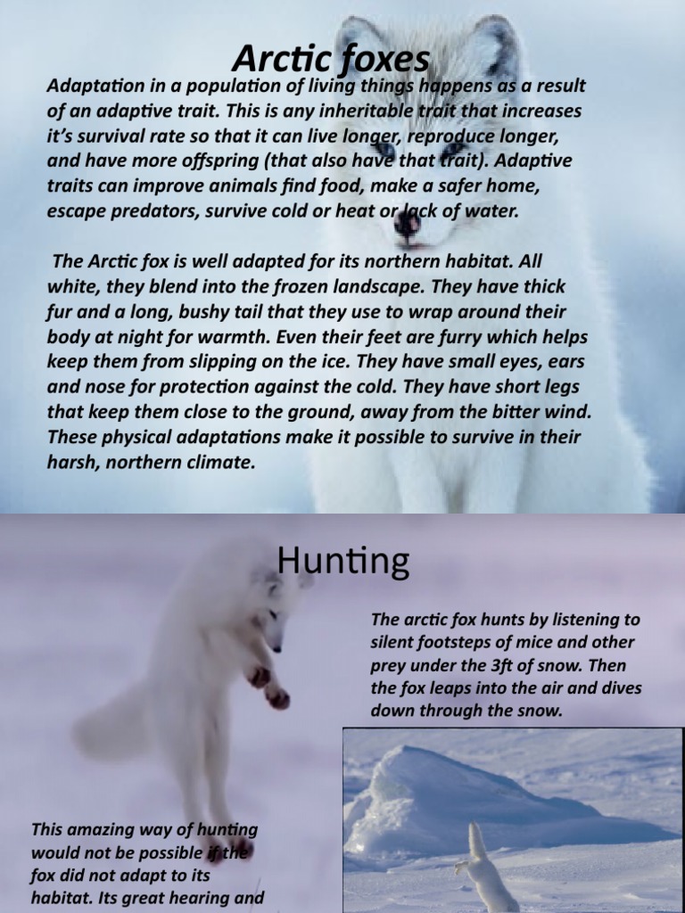 Arctic Foxes | PDF