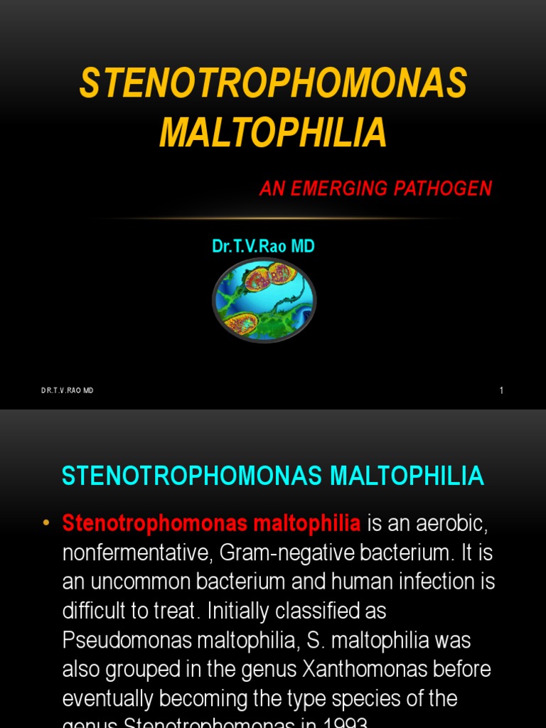Stenotrophomonas Maltophilia | PDF | Antimicrobial Resistance | Infection