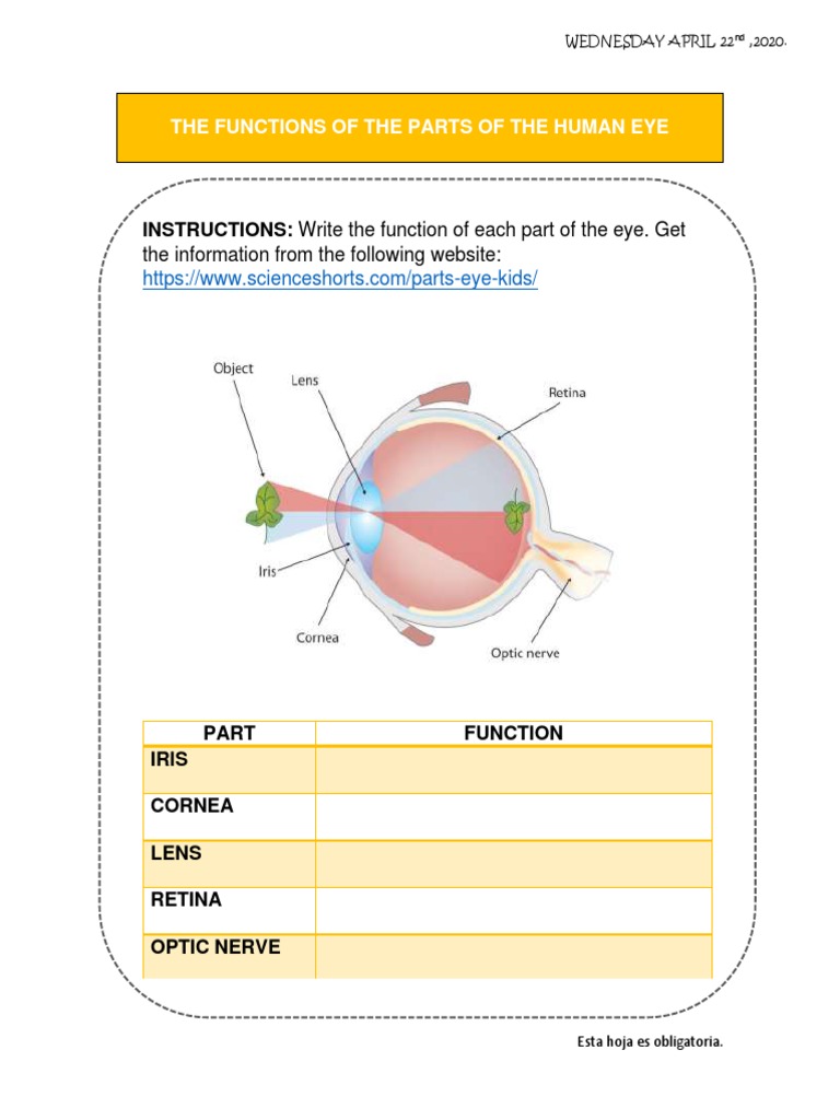 Eye Parts & Functions Worksheet | PDF