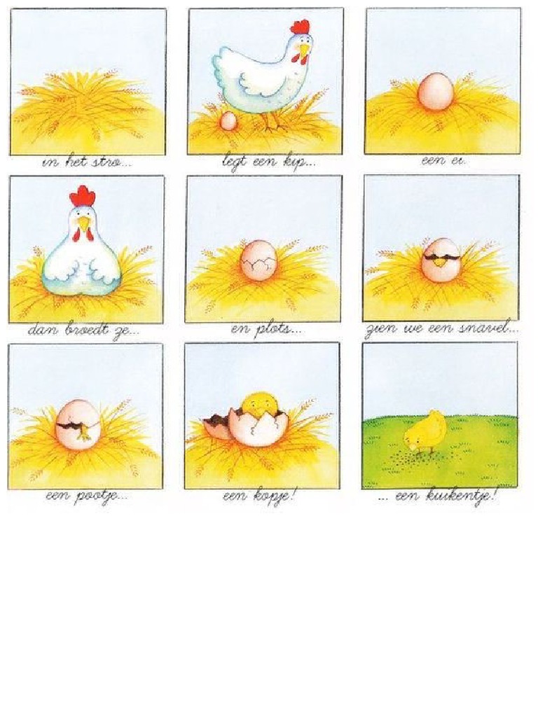 Secuencia Nacimiento de Un Pollito | PDF