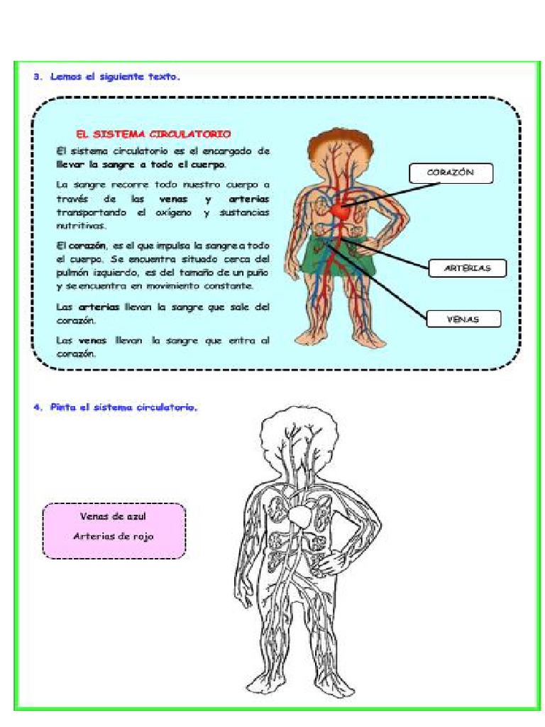 Ficha Del Sistema Circulatorio | PDF
