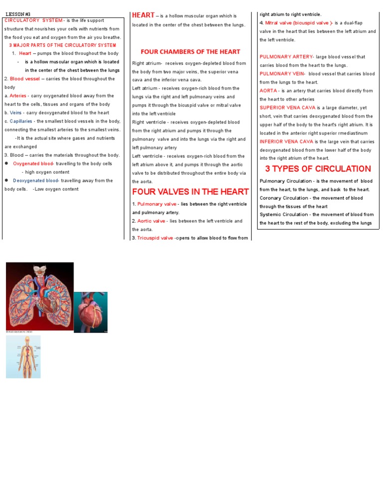 Circulatory System - Lecture | PDF | Heart | Atrium (Heart)