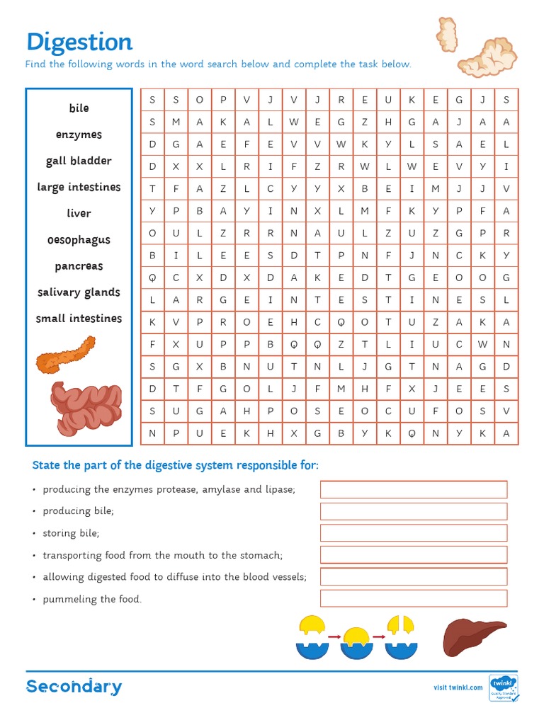 Digestive System Word Search Activity | PDF | Human Digestive System ...