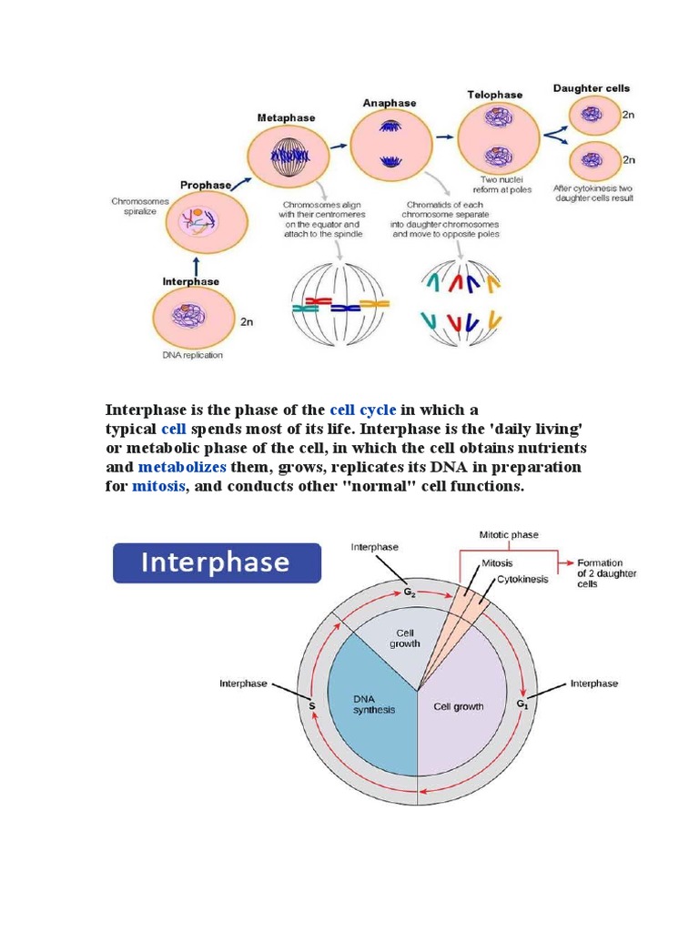 Interphase | PDF | Mitosis | Cell (Biology)