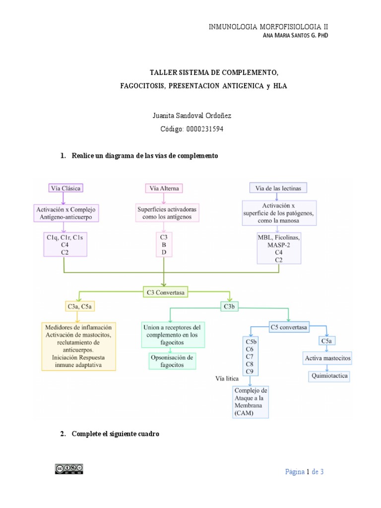 Sistema inmunológico: Taller sobre el sistema del complemento, fagocitosis, presentación ...