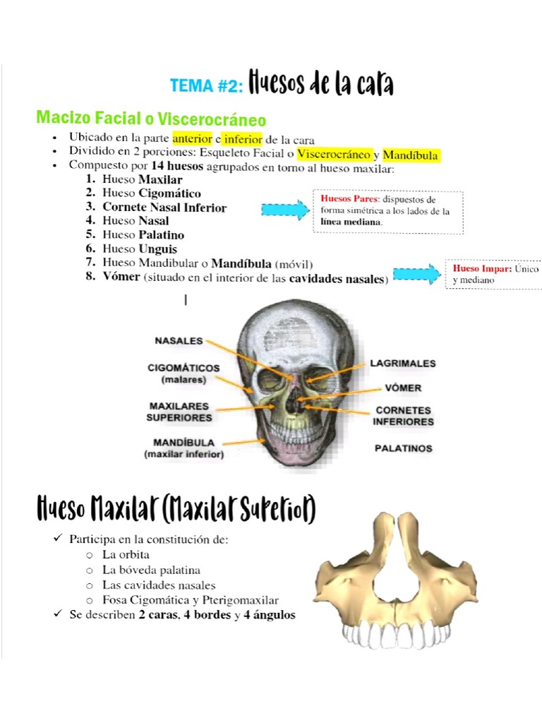 Huesos en Rostro | PDF