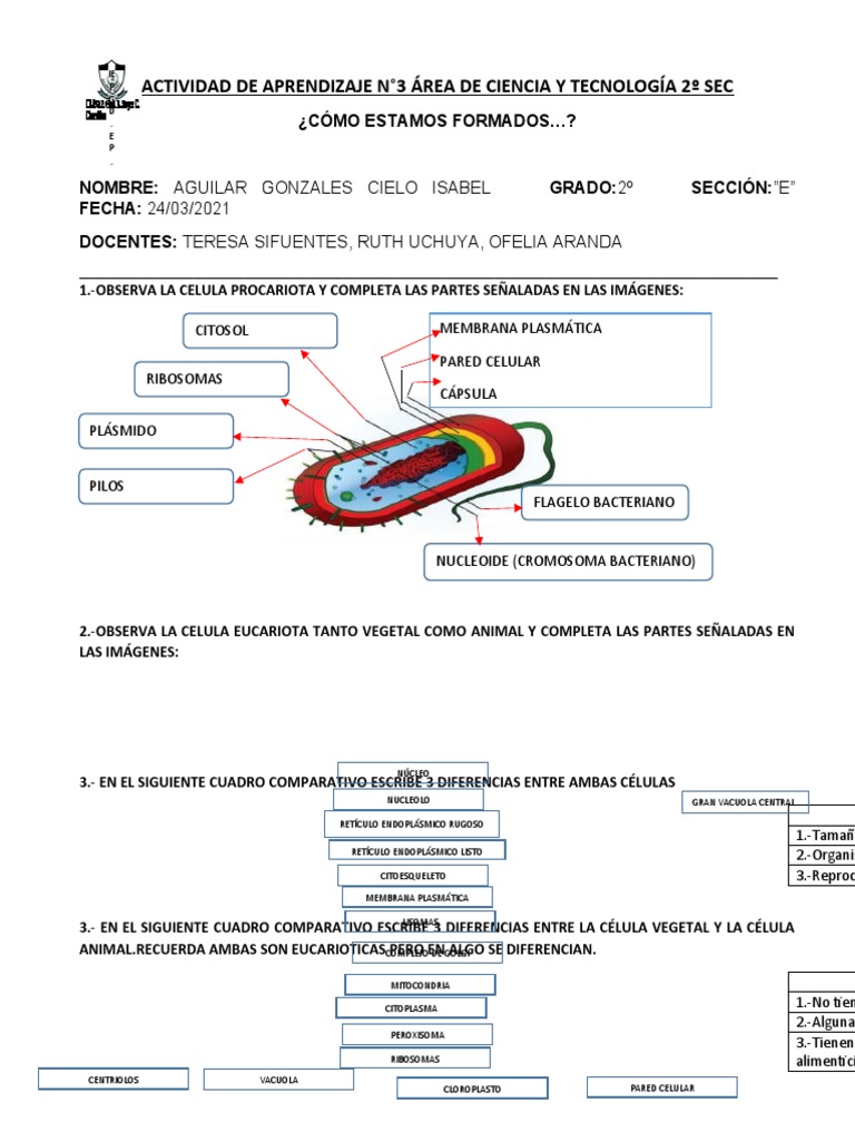 Actividad de Aprendizaje Celulas | PDF | Biología Celular) | Ribosoma