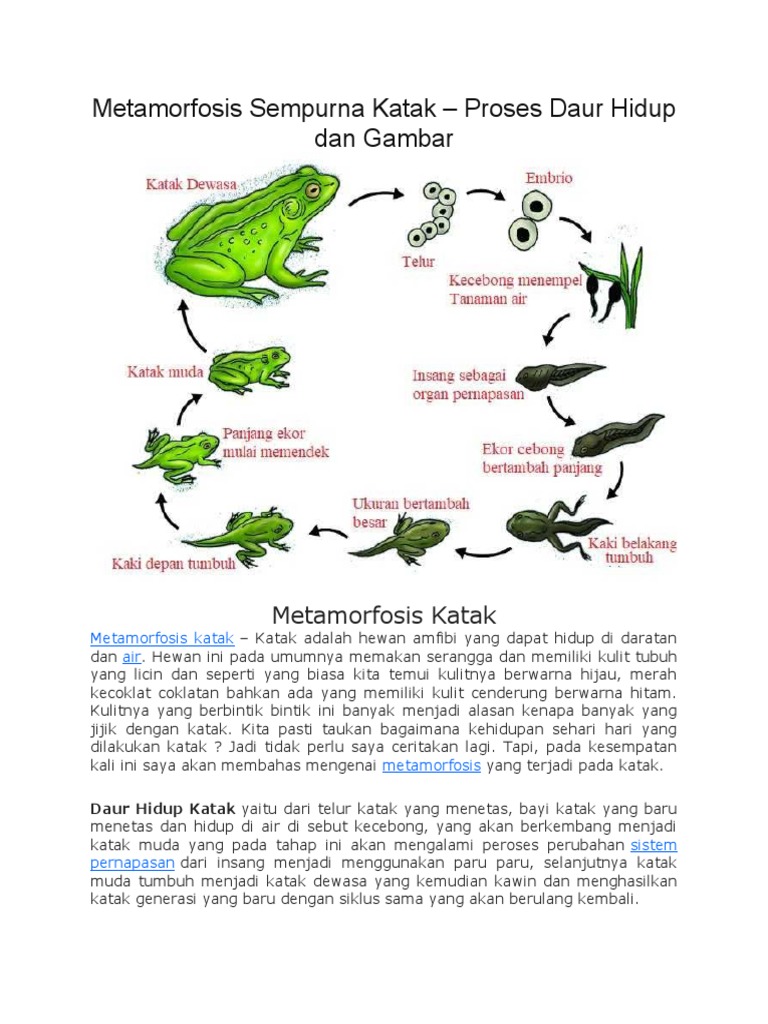 METAMORFOSIS SEMPURNA KATAK | PDF