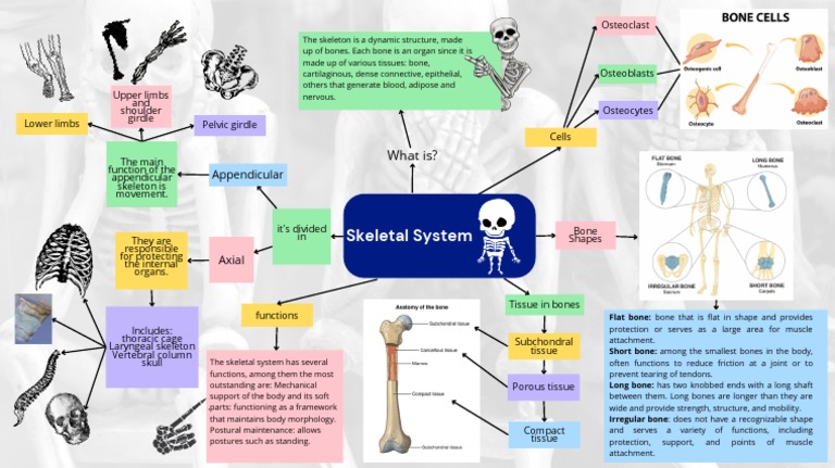 mind map. skeletal system | PDF | Bone | Skeleton