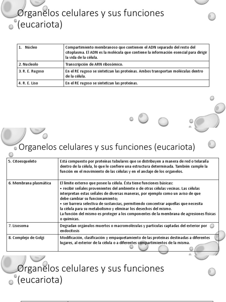 Organelos Celulares y Sus Funciones (Eucariota) | PDF | Biología ...