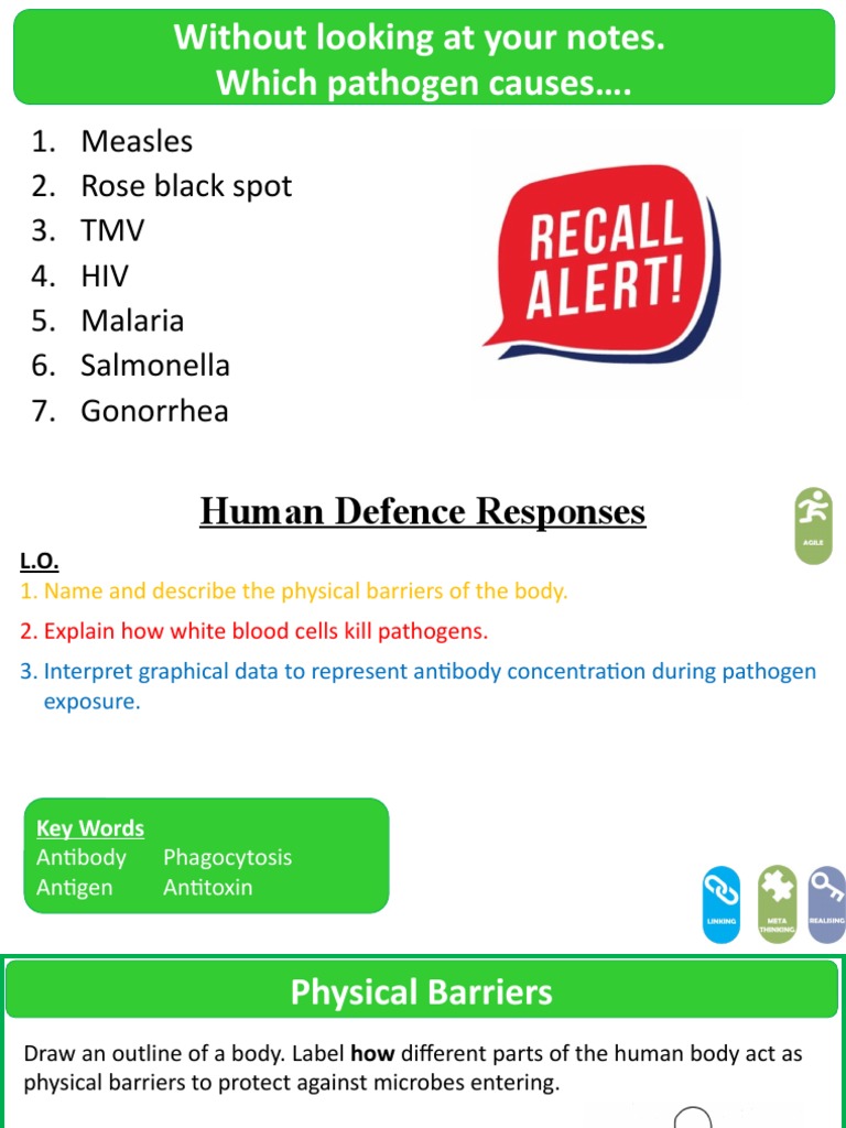 Human Defence Responses | PDF | Antibody | Pathogen