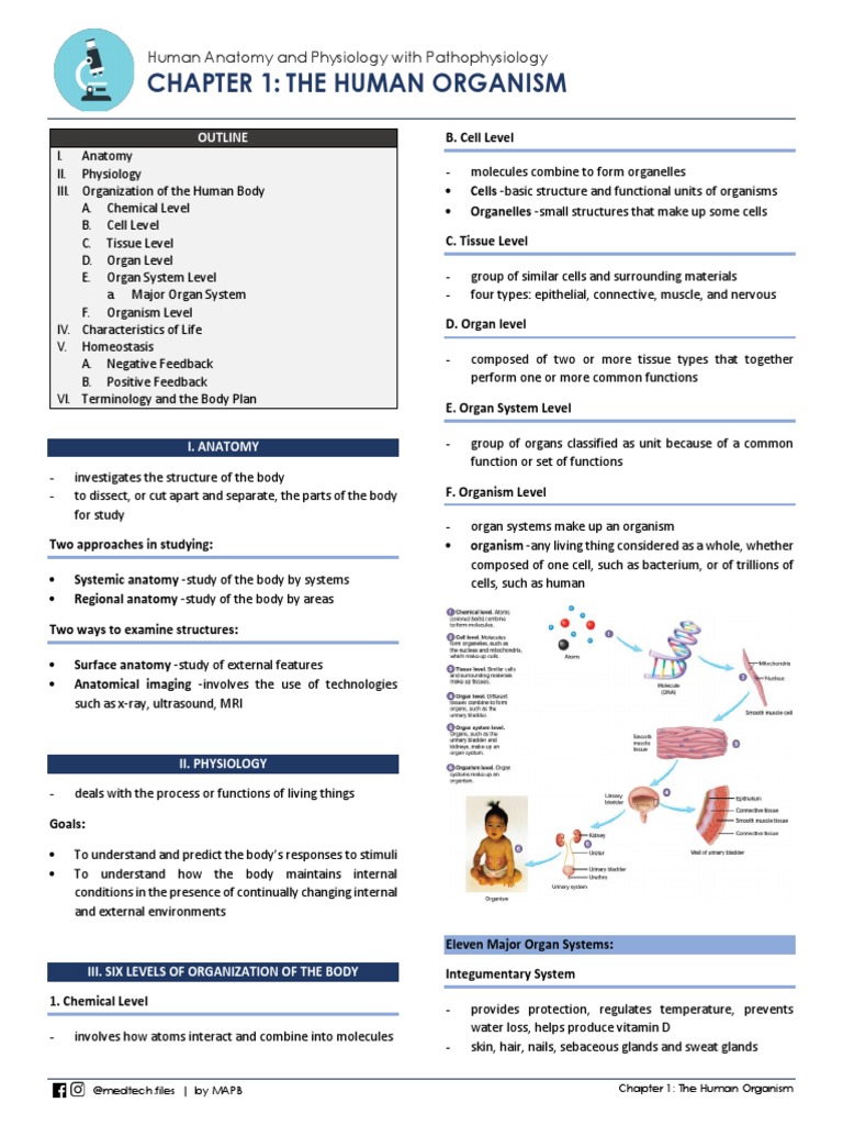 Human Anatomy and Physiology Overview | PDF | Cell Membrane | Human Body