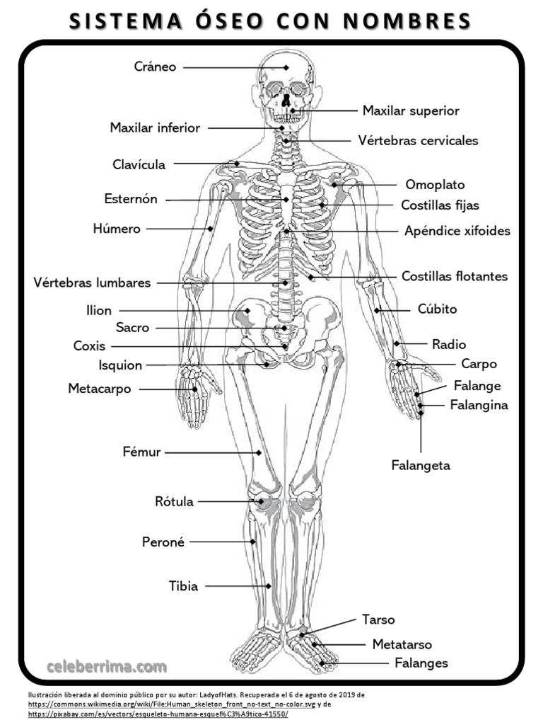 Sistema Oseo Con Nombres | PDF