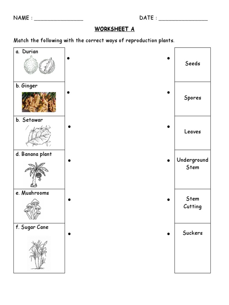 Workshet Unit 5 Plant Year 3 | PDF