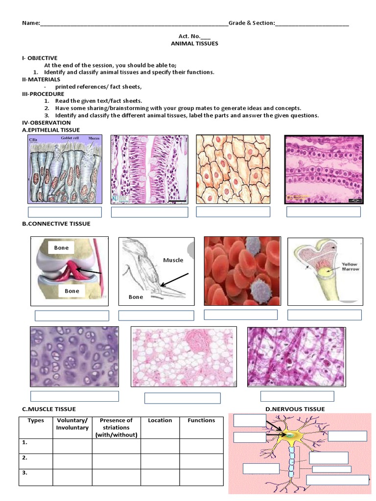 5.1 Act. Animal Tissues | PDF