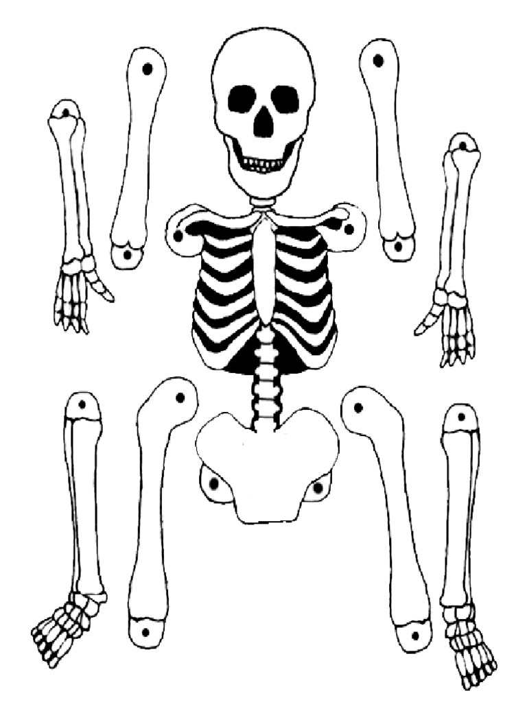 El Esqueleto para Armar | PDF
