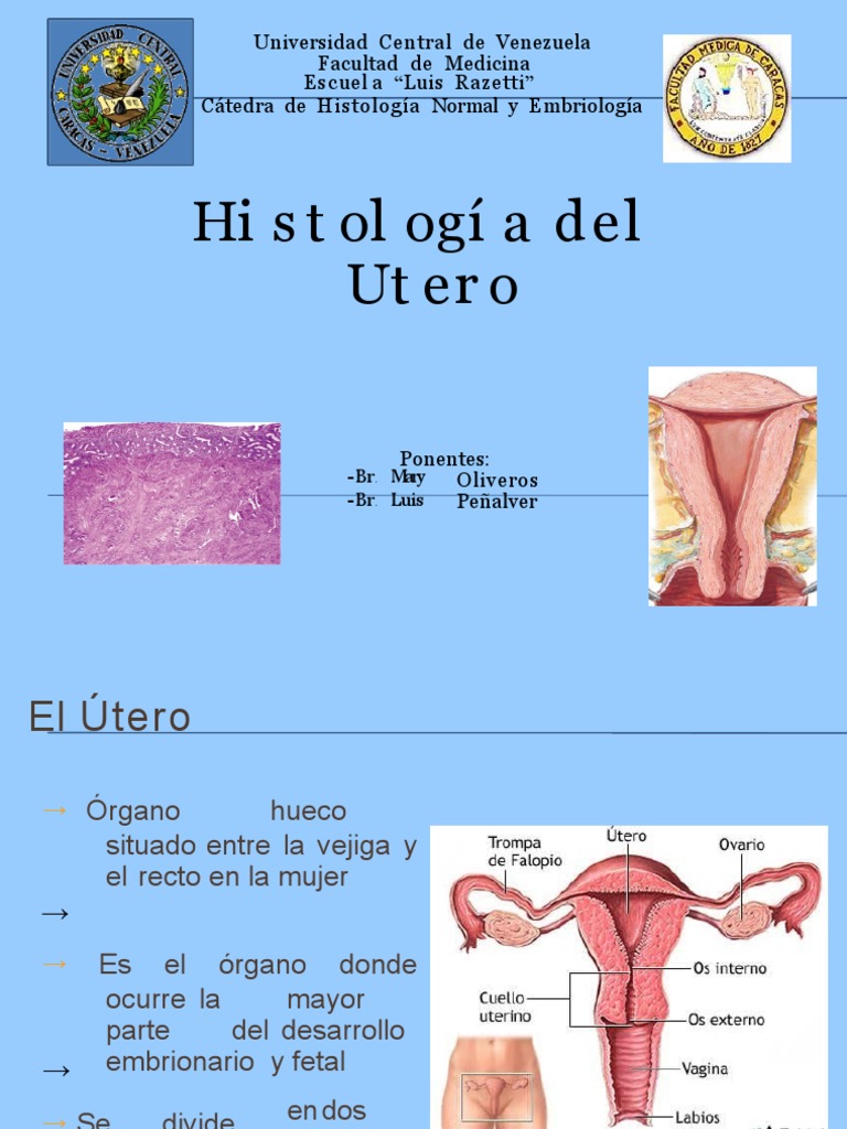 Histologia Del Utero | PDF | Epitelio | Anatomía