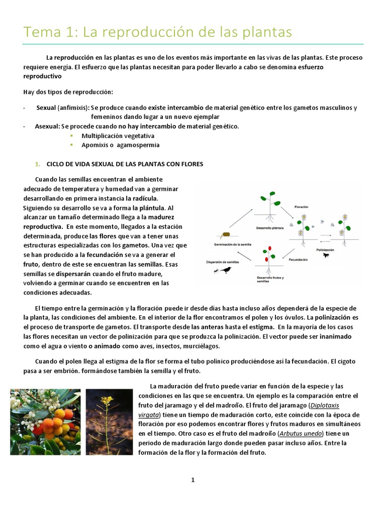 Reproducción de Plantas: Sexual y Asexual | PDF | Flores | Fruta