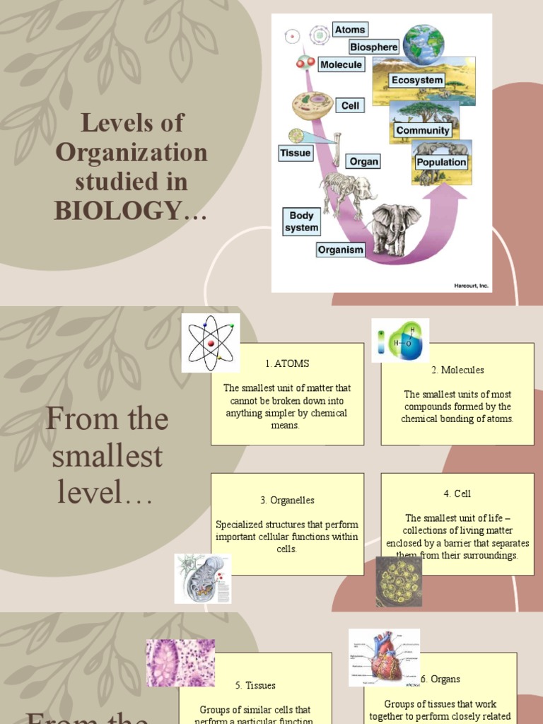 Science 9 PPT Respiratory System 2022 | PDF | Respiratory System | Lung