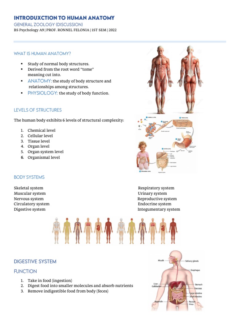 Human Anatomy | PDF | Human Body | Anatomy