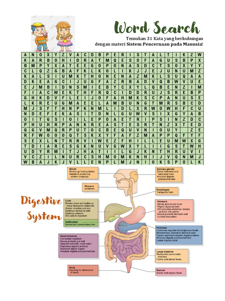 Digestive System | PDF | Self-Improvement
