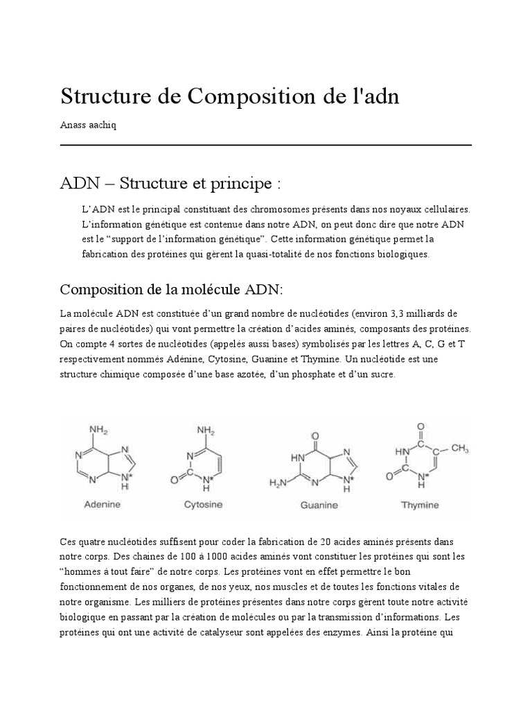 Structure de Composition de L'adn | PDF | ADN | Allèle