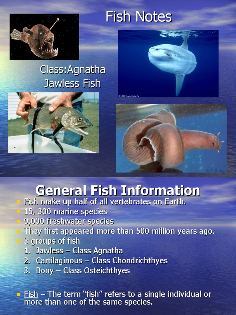 Fish Powerpoint | PDF