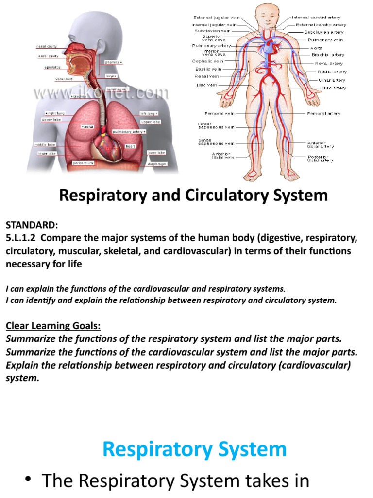 Day 9 - 11 - Human Body Systems - Respiratory and Circulatory Systems ...