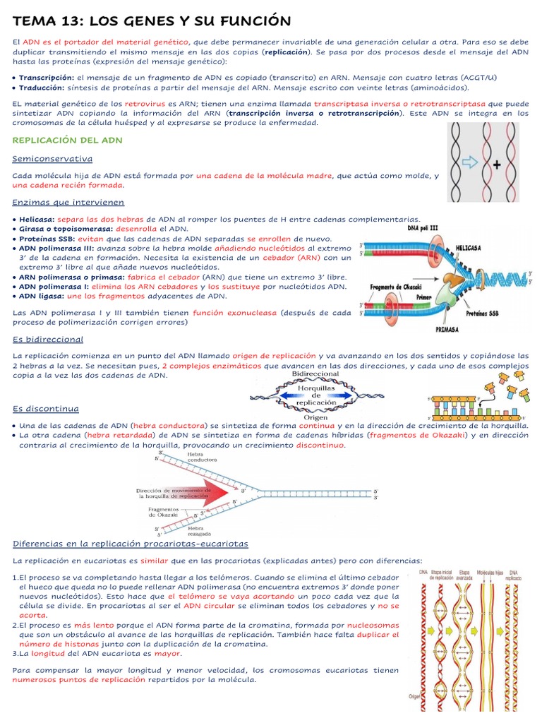 TEMA 13 Los Genes y Su Función | PDF | Rna | Traducción (biología)