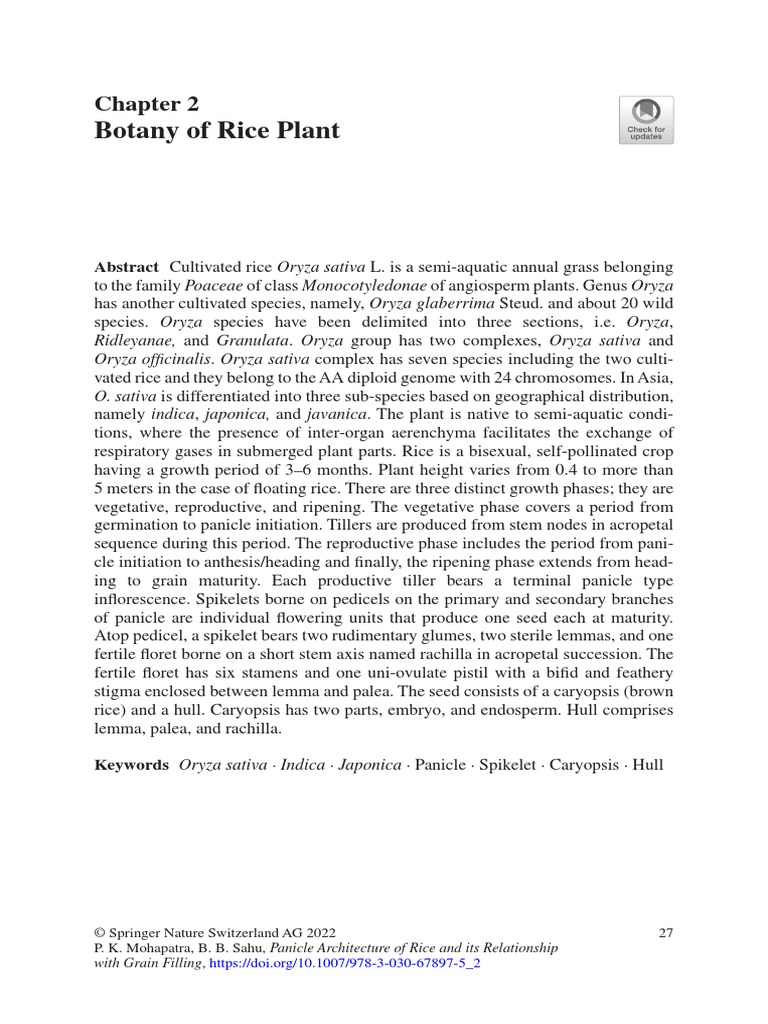 Botany of Rice Plant | PDF | Leaf | Root