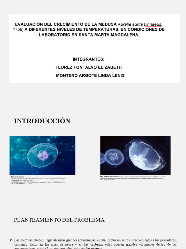 PROYECTO | PDF | Animales venenosos | Animales acuáticos