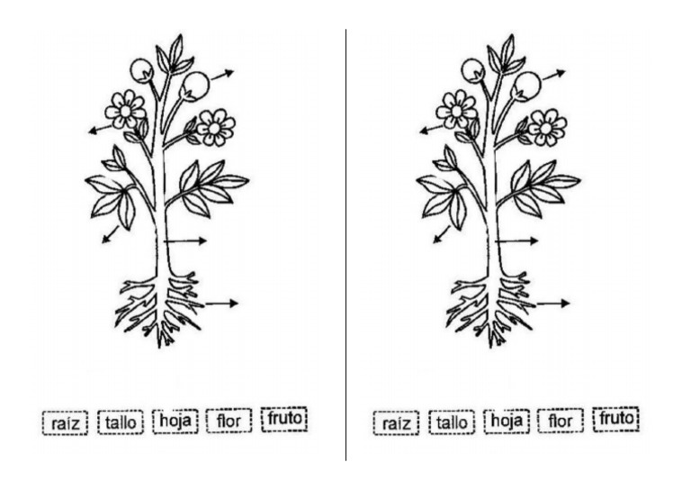 Partes de La Planta | PDF