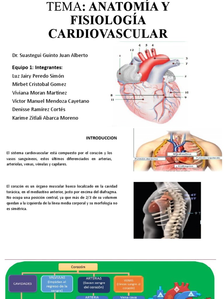 Anatomia y Fisiologia Cardiovascular | PDF | Corazón | Sistema circulatorio