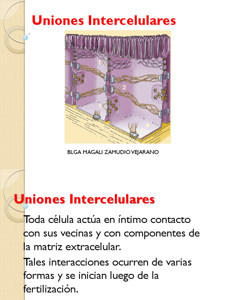 Uniones Intercelulares | PDF | Biología Celular | Técnicas de laboratorio.