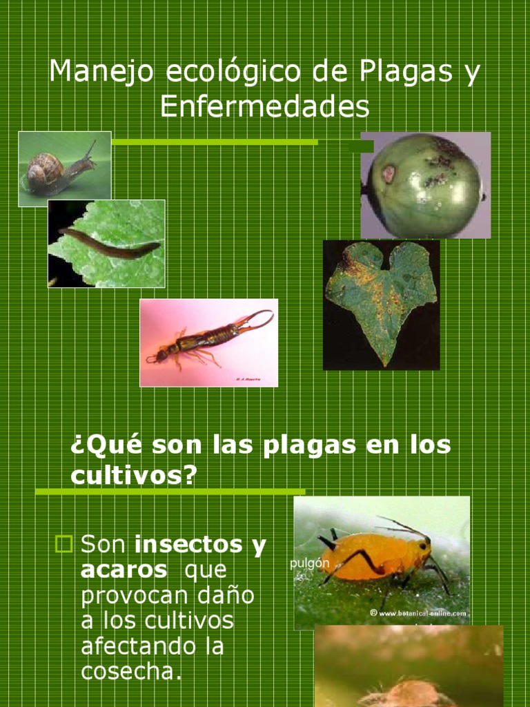 Taller 5 Manejo de Plagas y Enfermedades en Agricultura Ecologica | PDF | Plaga (organismo ...