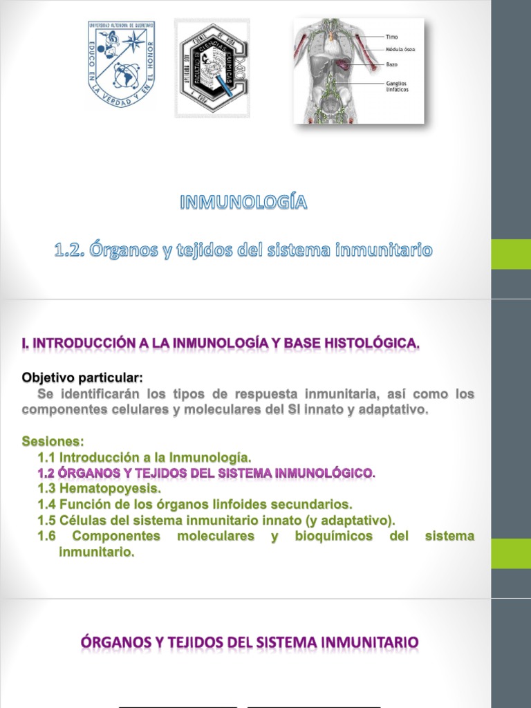 P2. Órganos y Tejidos Del Sistema Inmunitario | PDF | Ganglio linfático | Hematopoyesis