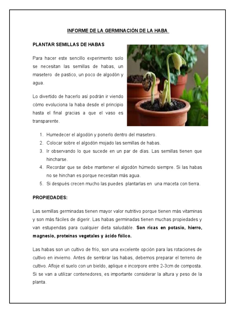 Cómo germinar semillas de habas y obtener sus beneficios nutricionales ...