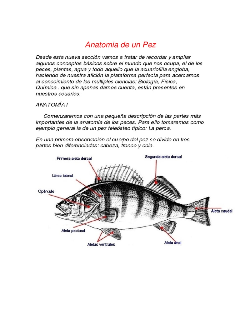 Anatomia Del Pez | Descargar gratis PDF | Anatomia animal | Órgano ...